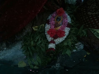 Mystic Ankola or Alinjal tree at Somanahalli near Dharmapuri, Tamil ...